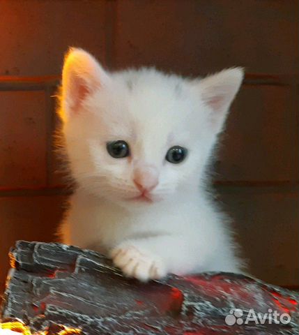 Крымская Котя