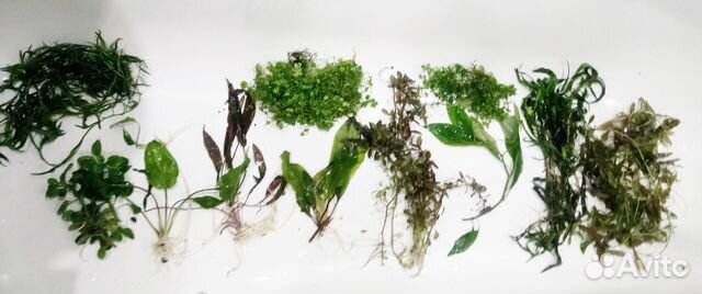 Продаю аквариумные растения набором