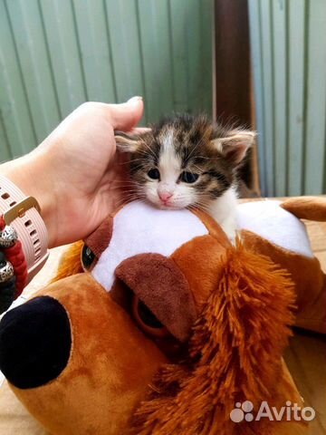 Котята в заботливые руки