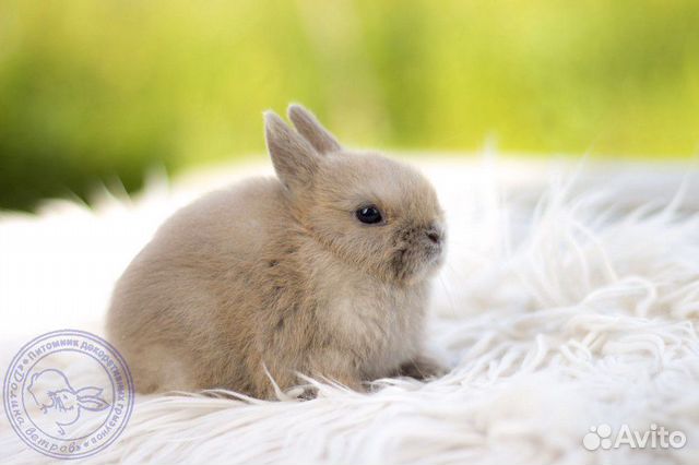 Супер мини девочка крольчонок 223 грамма