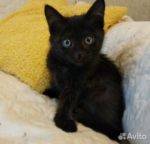 Котенок девочка в добрые руки