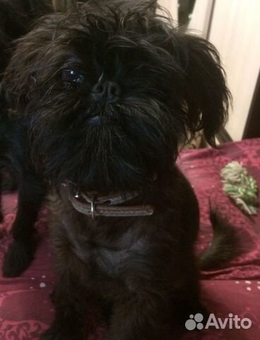 Бельгийский гриффон