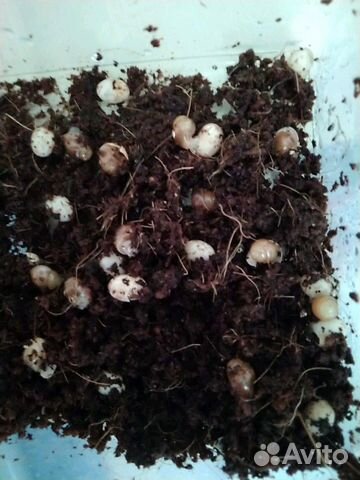 Улитки ахатины