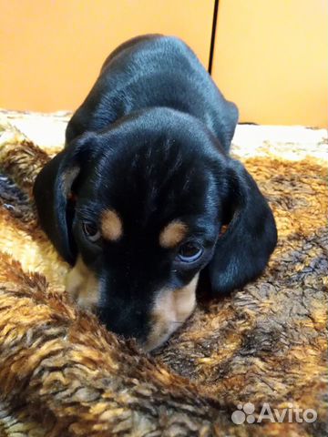 Очаровательный таксёнок