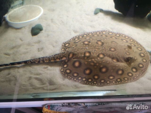 Скат гибрид Хенли