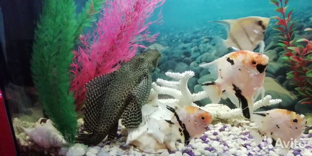 Парчевые сомы