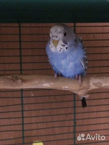 Волнистик девочка