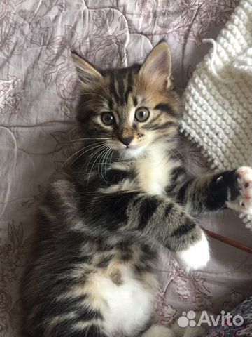 Котёнок курильский бобтейл