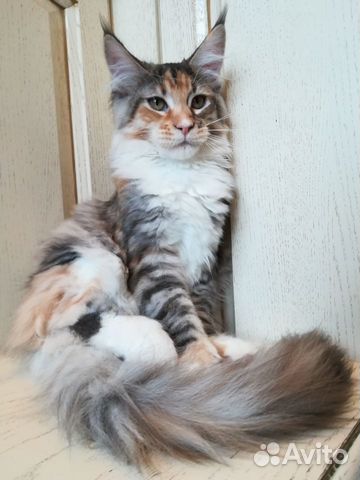 Котёнок мейн-кун девочка-черепашка 4,5 месяца