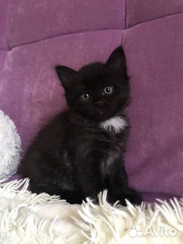 Пристраивается котёнок (девочка) в добрые руки