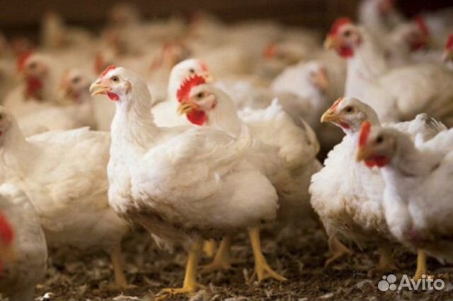 Бройлер Кобб 500 разных возрастов