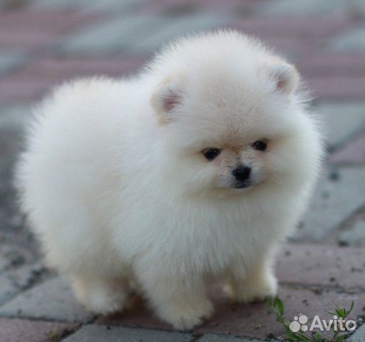 Девочка померанского шпица