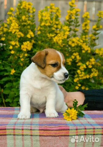 Щенки джек рассел терьера