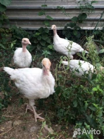 Подрощенные Индюшата 2 месяца