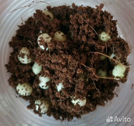 Улитки ахатины