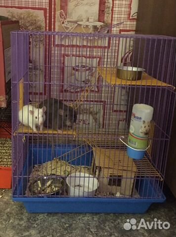 Две крысы с клеткой