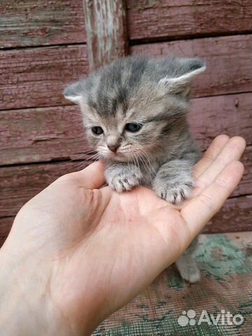 Котята,две девочки и один мальчик,игривые,ласковые
