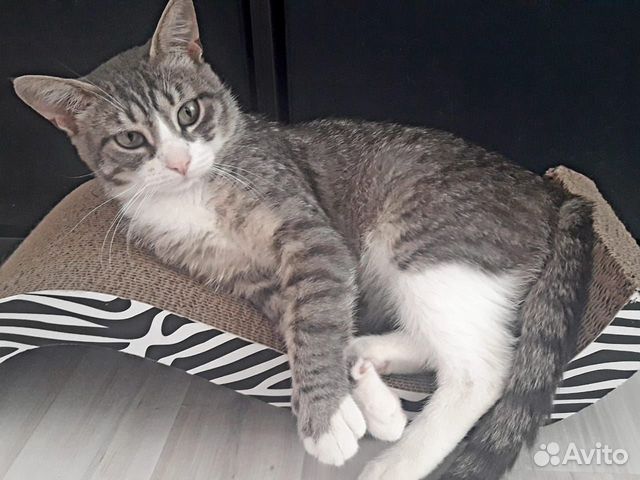 Котенок компаньон ищет себе хозяина