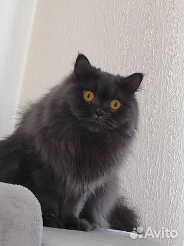 Британский кот для вязки