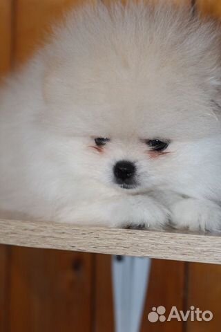 Мини -мишка щпиц