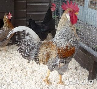 Петух кремовый легбар