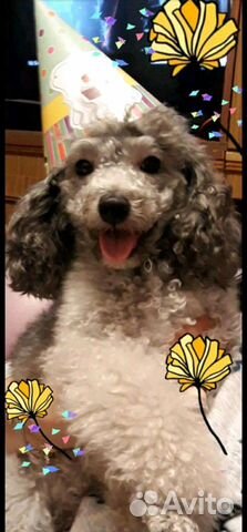 Щенки миниатюрного серебристого пуделя