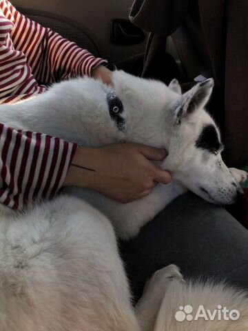 Ласковая и умная девочка