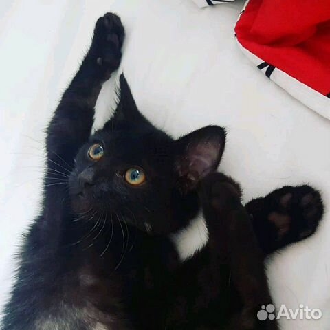 Котёнок Люци ещет дом