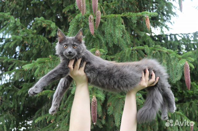Ласковая голубая кошечка