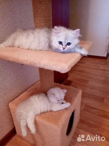 Котята шотландцы