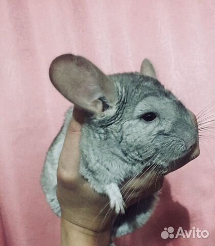 Шиншилла