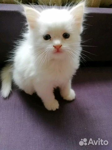 Котёнок