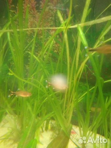 Рыбки и креветки