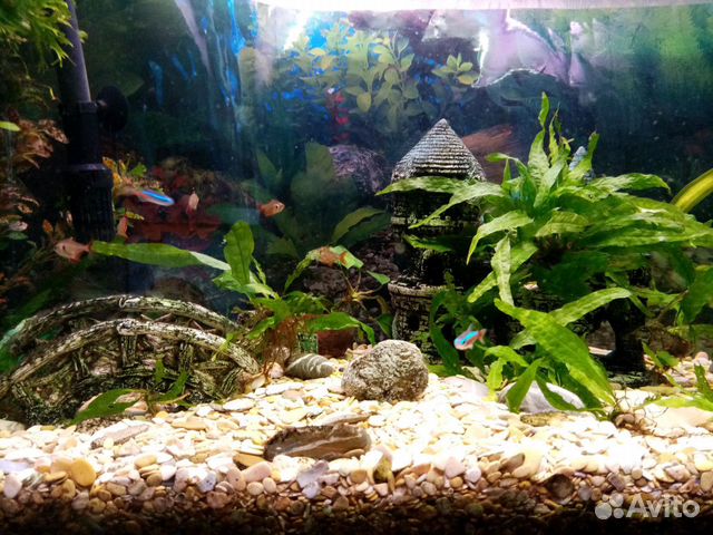 Аквариум, рыбки, декор