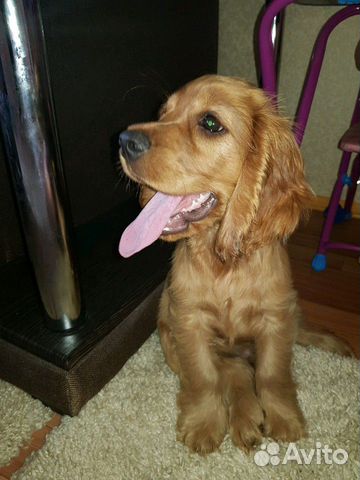 Кокер-спаниель