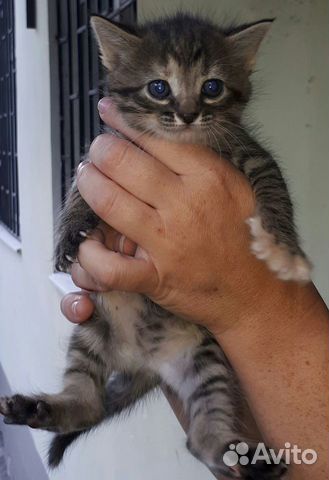Отдаю даром котят