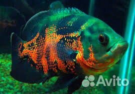 Астранотусы и попугаи