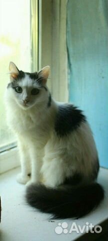 Кошка Матрешка