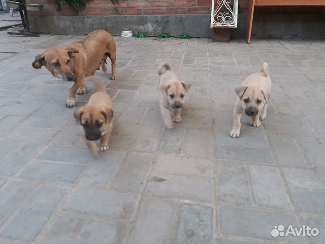 Щенята ищут свой дом
