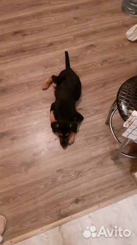 Немецкая овчарка в добрые руки