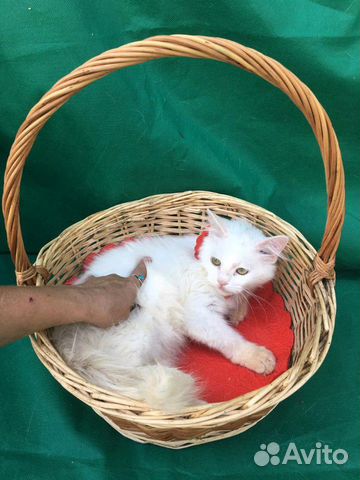 Кошка из приюта