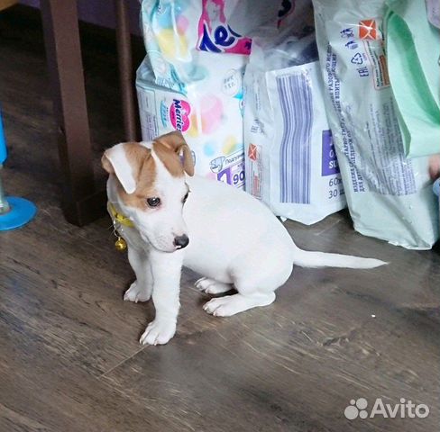 Девочка Джек Рассел