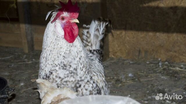 Петух Легбар