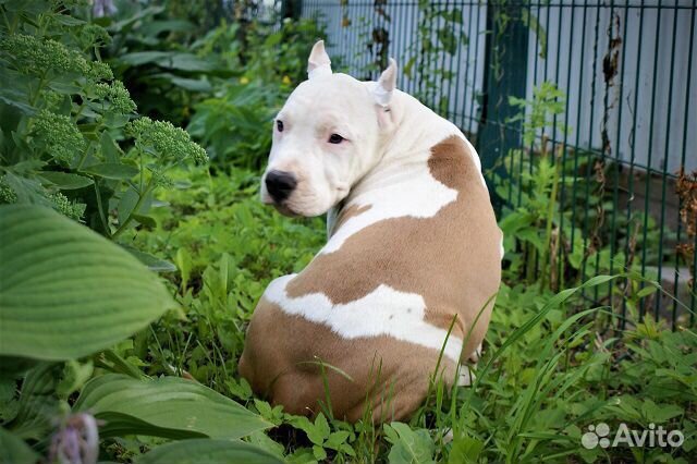 Щенок амстаффа -сладкий Плюшкин