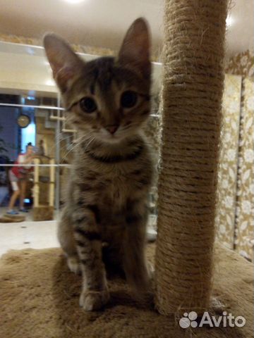 Серьезная киска (3 мес.) для серьезных людей