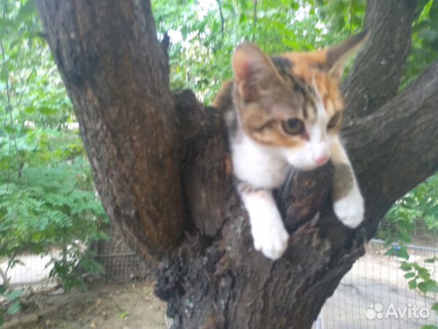 Котенок четыре месяца,яркая трёхцветная кошечка,ко