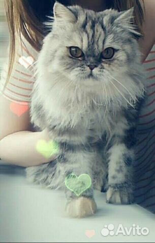 Персидская шиншилла(кошка) вязка