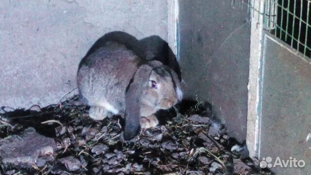 Крол. 5 мес