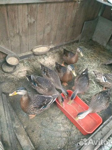 Утки и селезни