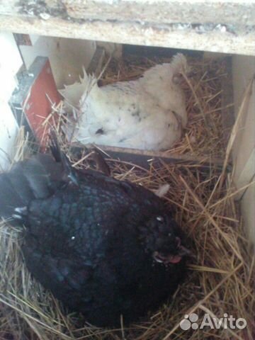 Декоративные куры